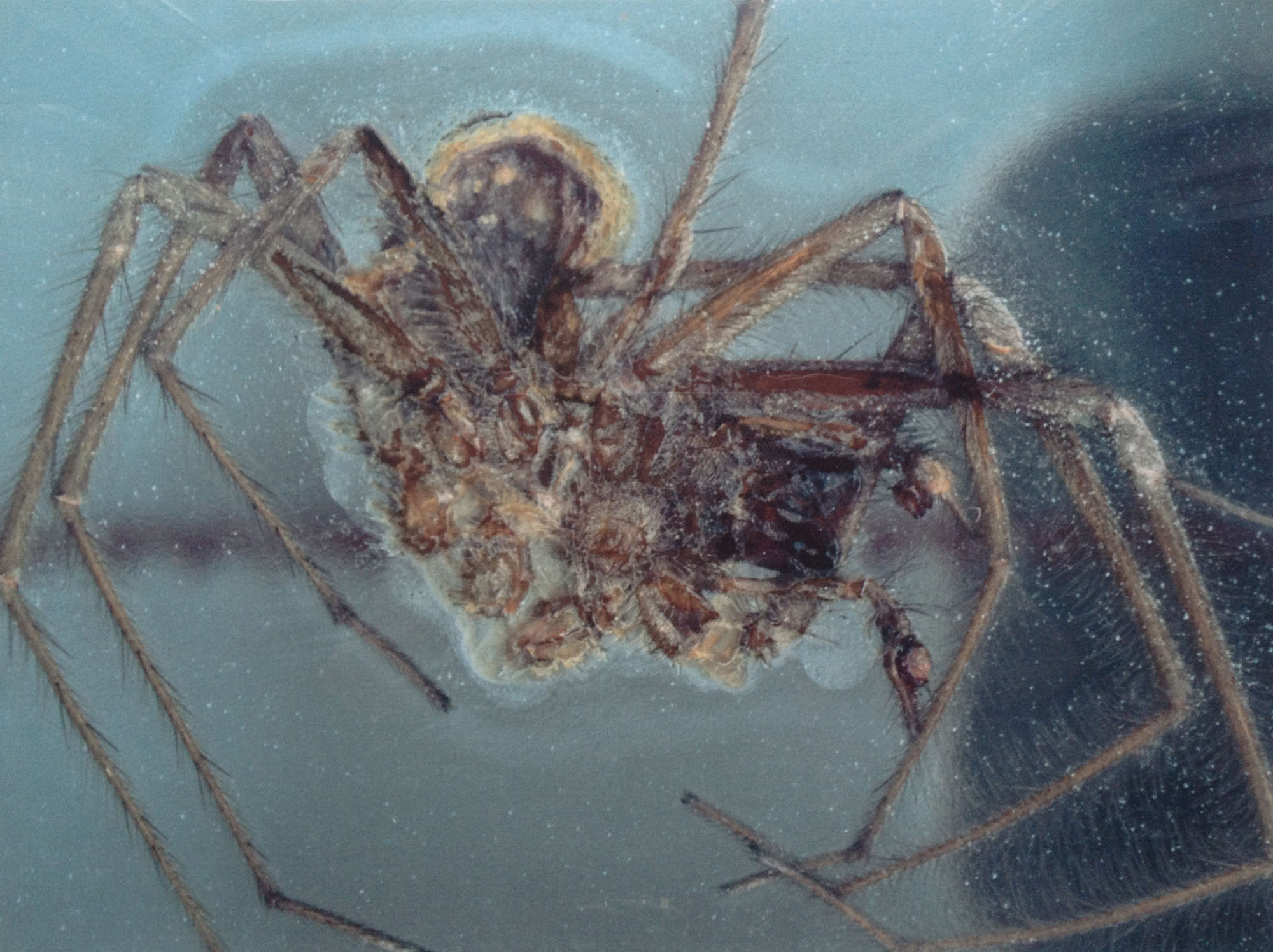 spider_that_died_cornelia_parker2 - Enitharmon Editions